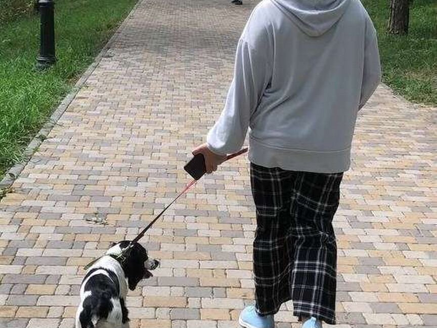 Выгуливаю собак