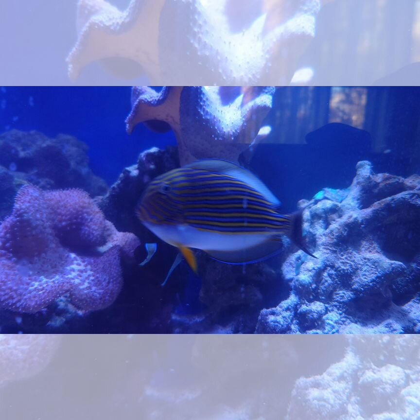 Хирург полосатый