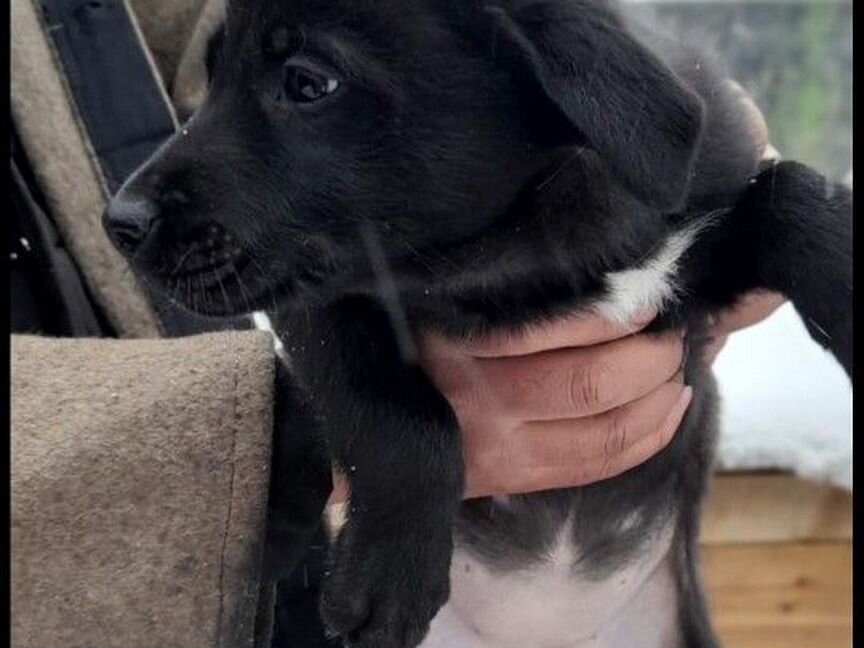 Щенок на промзоне,спасите малышку