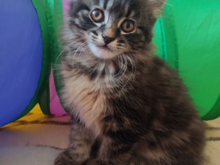 Котята курильский бобтейл