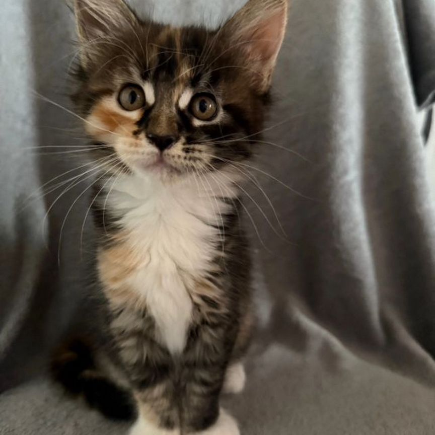 Котята мейн-кун