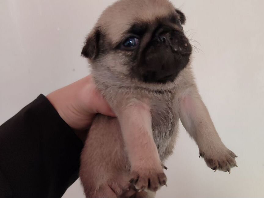 Мопсятушки мальчики и девочки