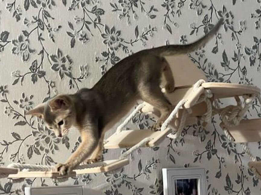 Двойной мостик для кошек