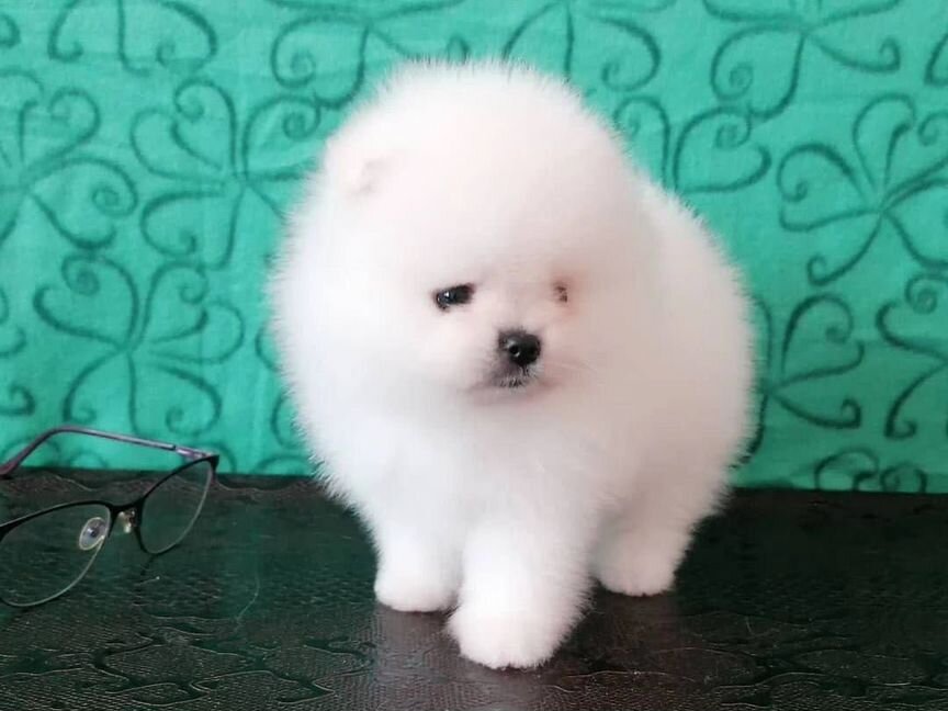 Щенки шпица