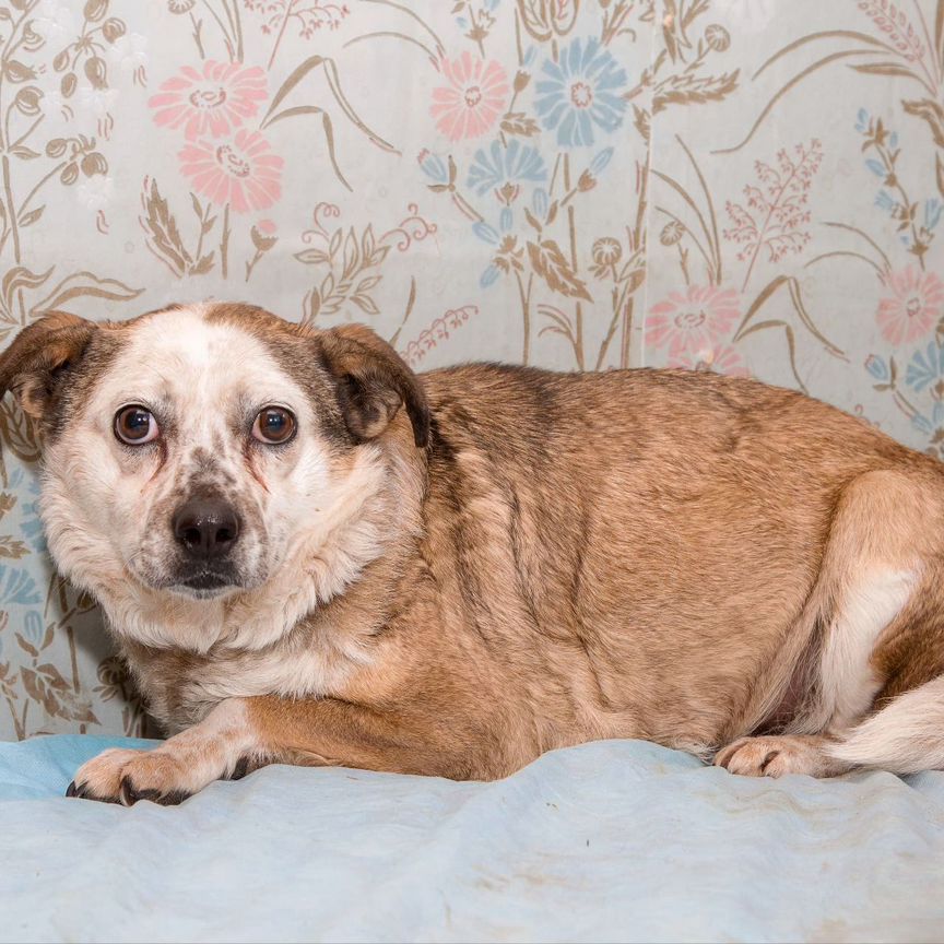 Собачка в добрые руки