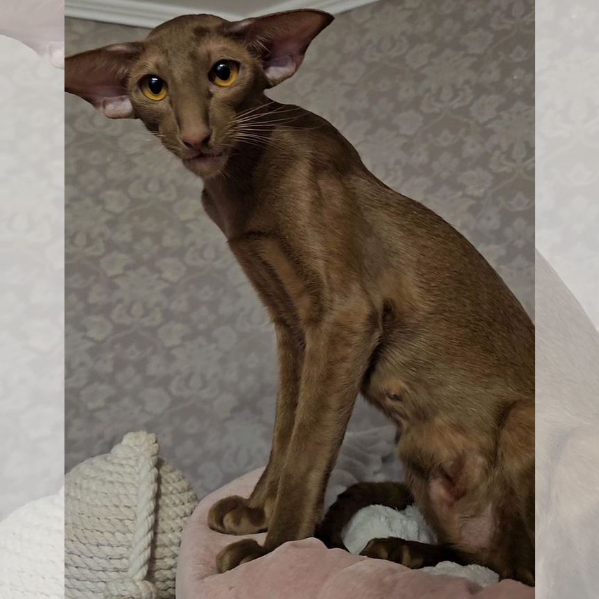 Ориентальная, взрослая кошка