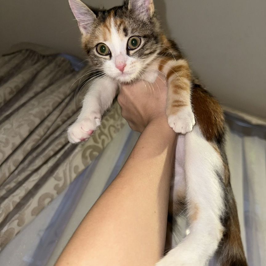 Котенок трехцветный девочка отдам в добрые руки