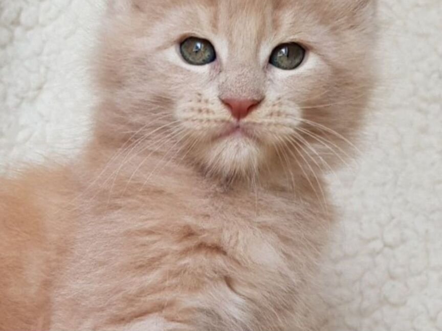 Котята мейн-кун