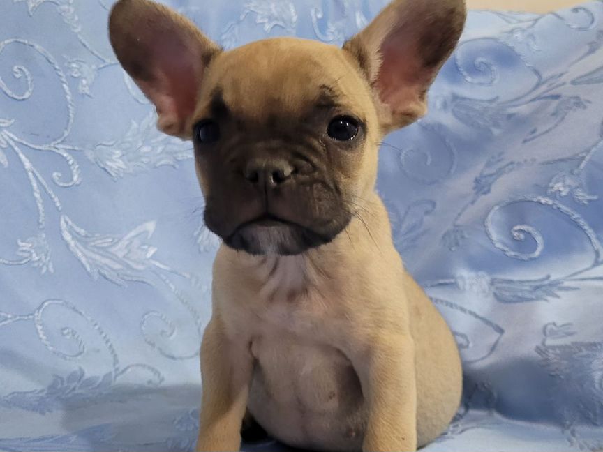 Французский бульдог мальчик