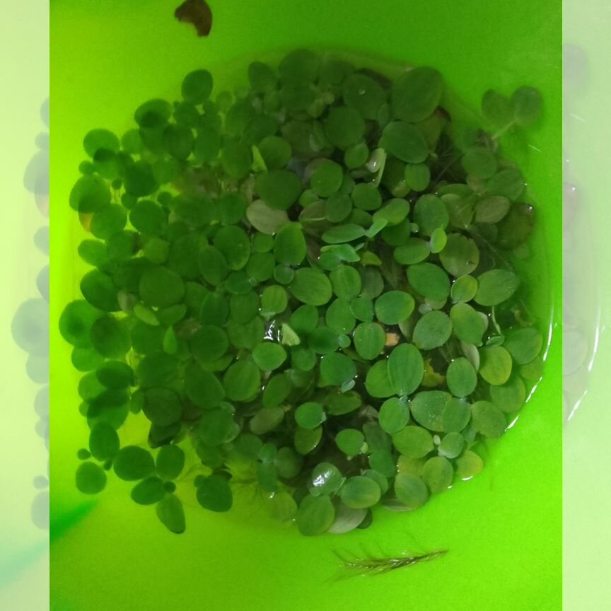 Пистия для аквариума