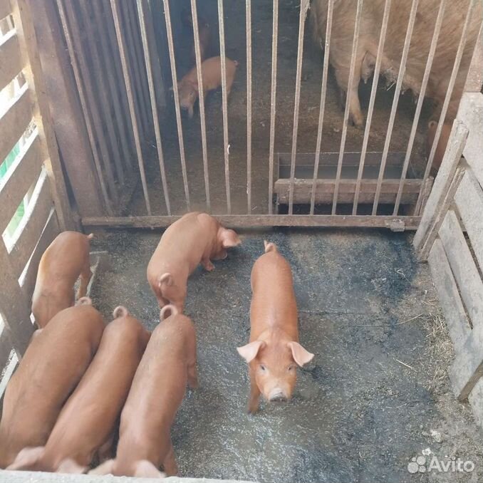 Поросята дюрок