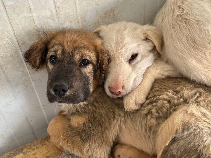 Классные щенки в добрые руки