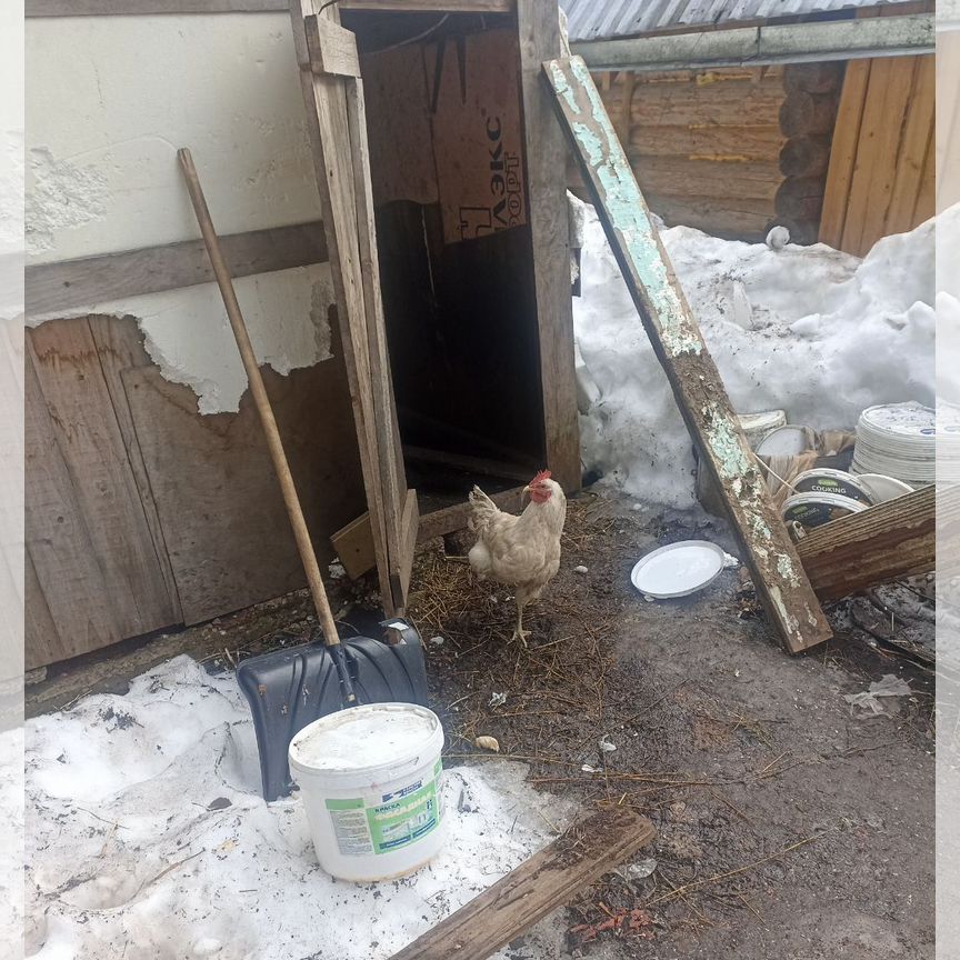 Молодые петухи