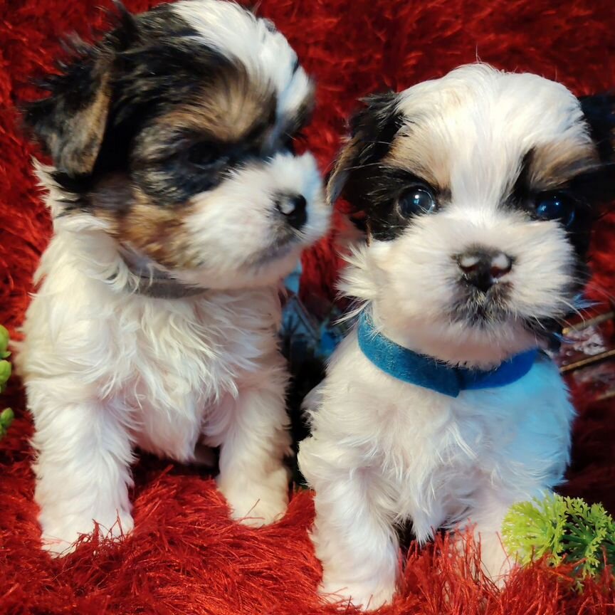 Бивер-йоркширский терьер, щенок