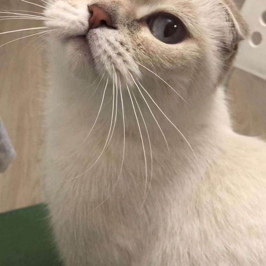 Кошка шотландская вислоухая