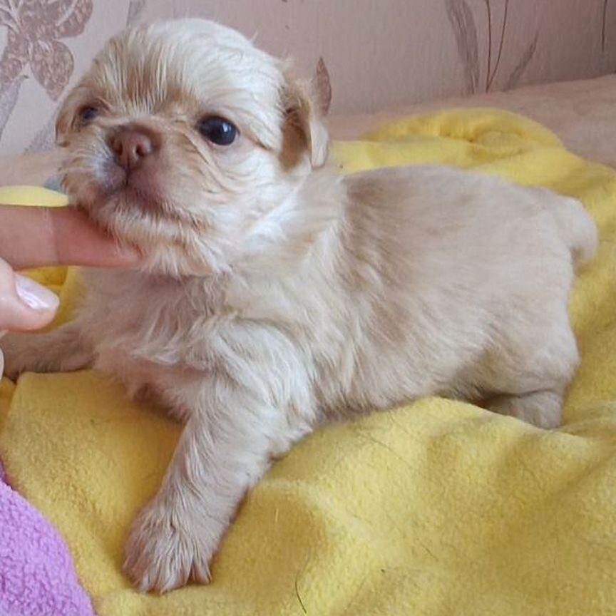 Чихуахуа, щенок
