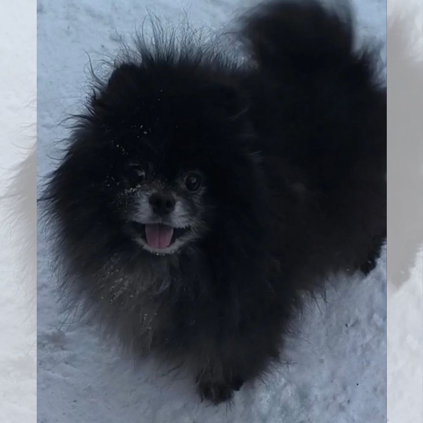 Померанский шпиц, взрослый пёс