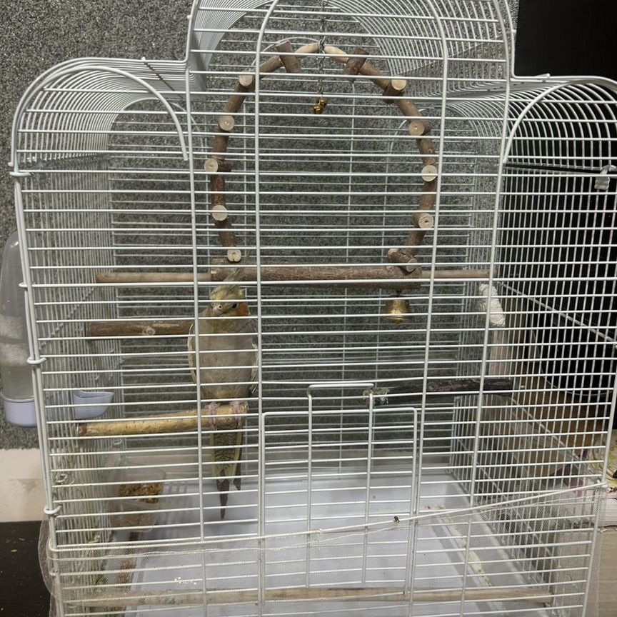 Попугай корелла