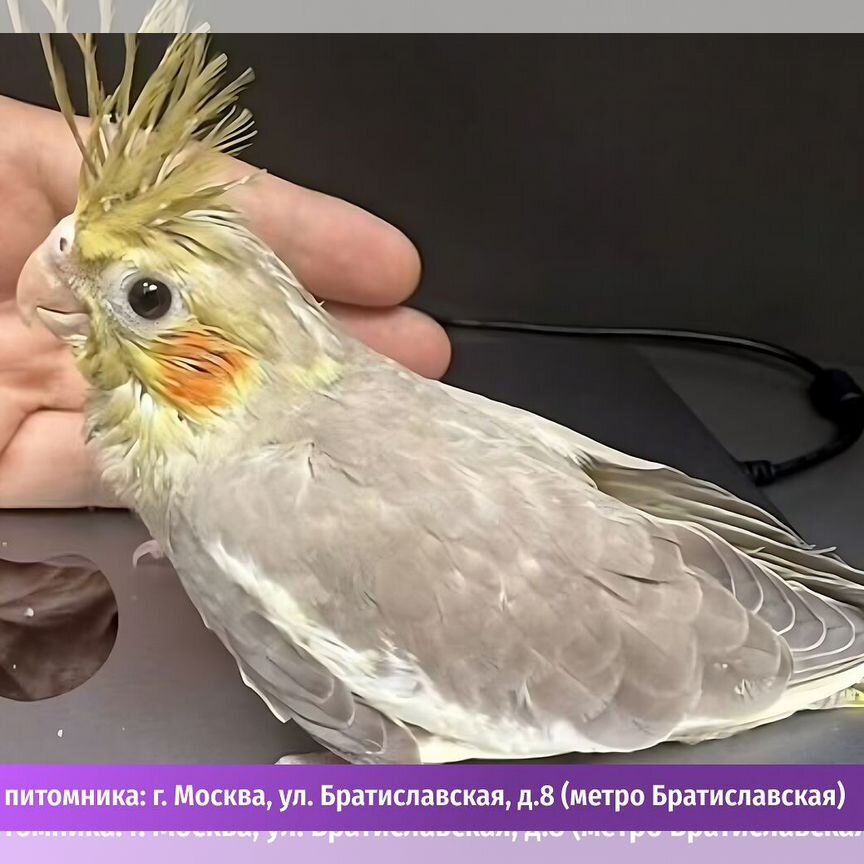 Попугай Карела выкормыш