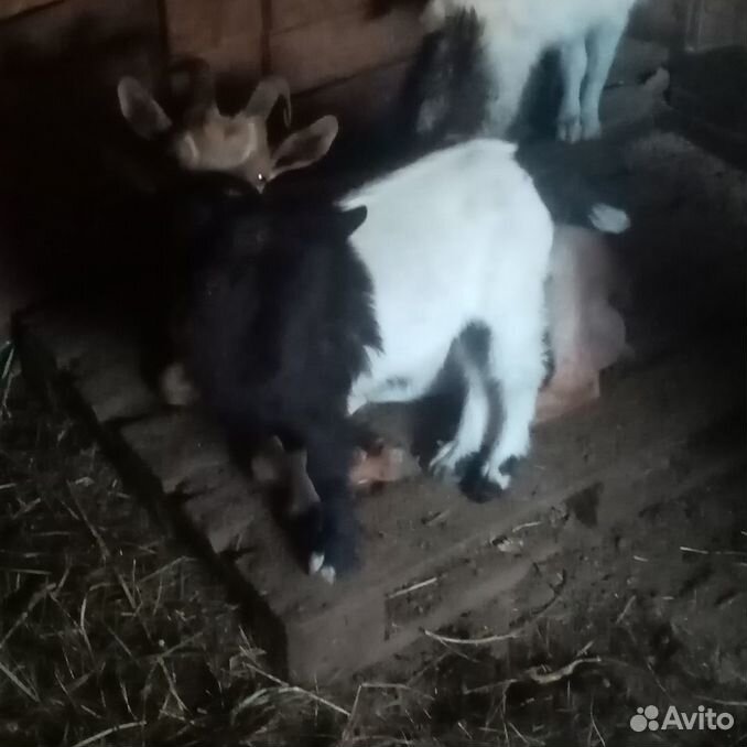 Продажа коз и козлят