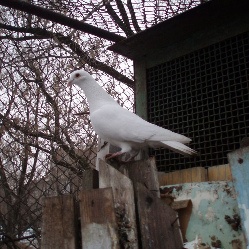Голуби