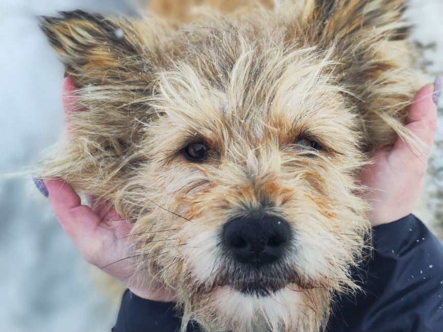 Умная компаньонка