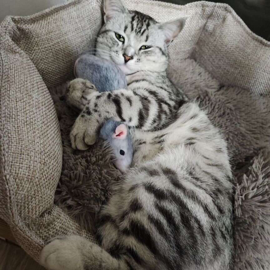 Молодому котику нужна операция