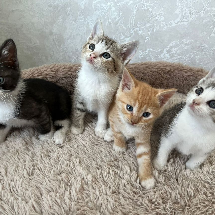 Котята в добрые руки