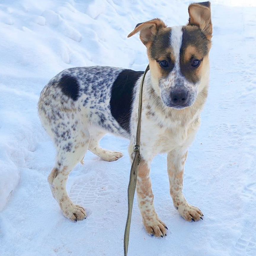 Богемская пятнистая собака