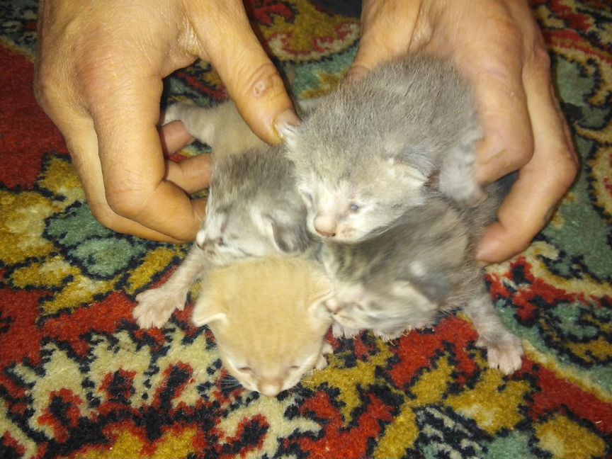 Котята. Мать вислоухая шотландка, отец британец