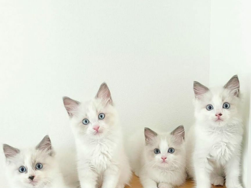 Котята Рэгдолл