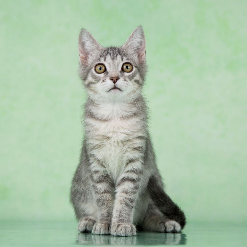 Соня ищет дом