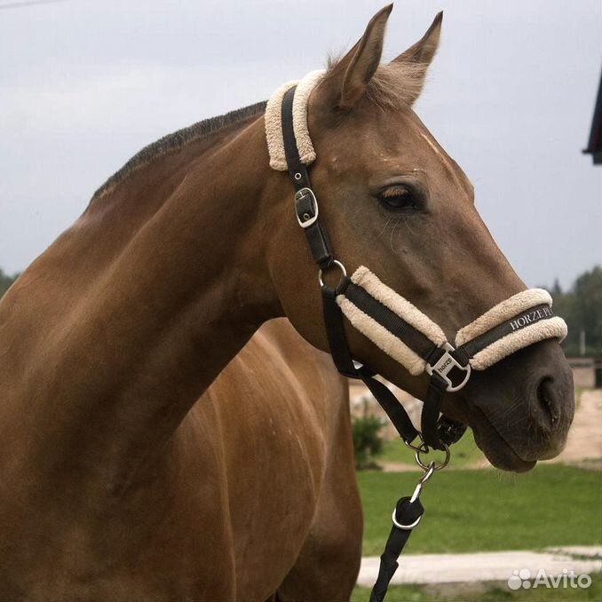 Лошадь на продажу