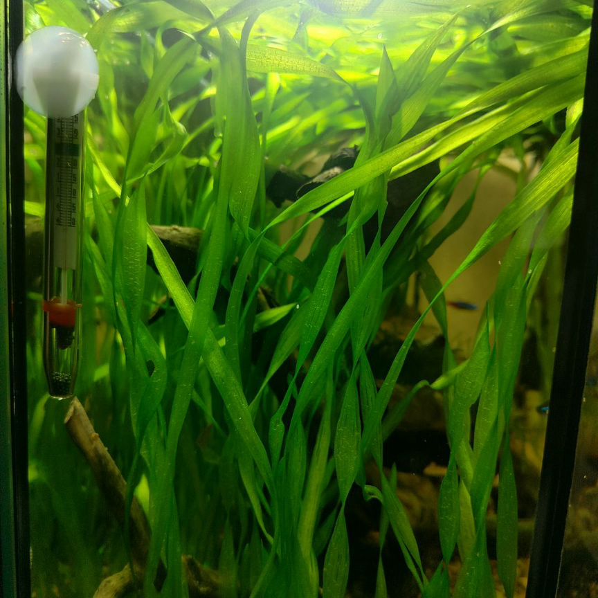 Валлиснерия спиральная