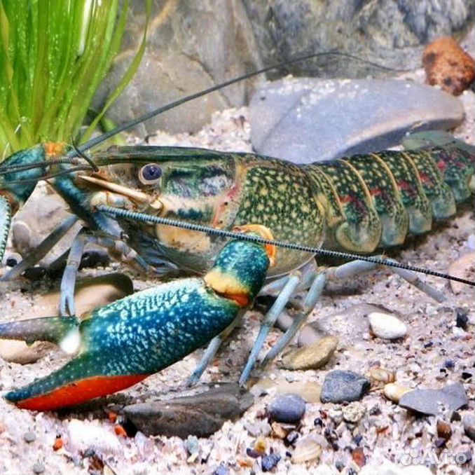 Рак австралийский