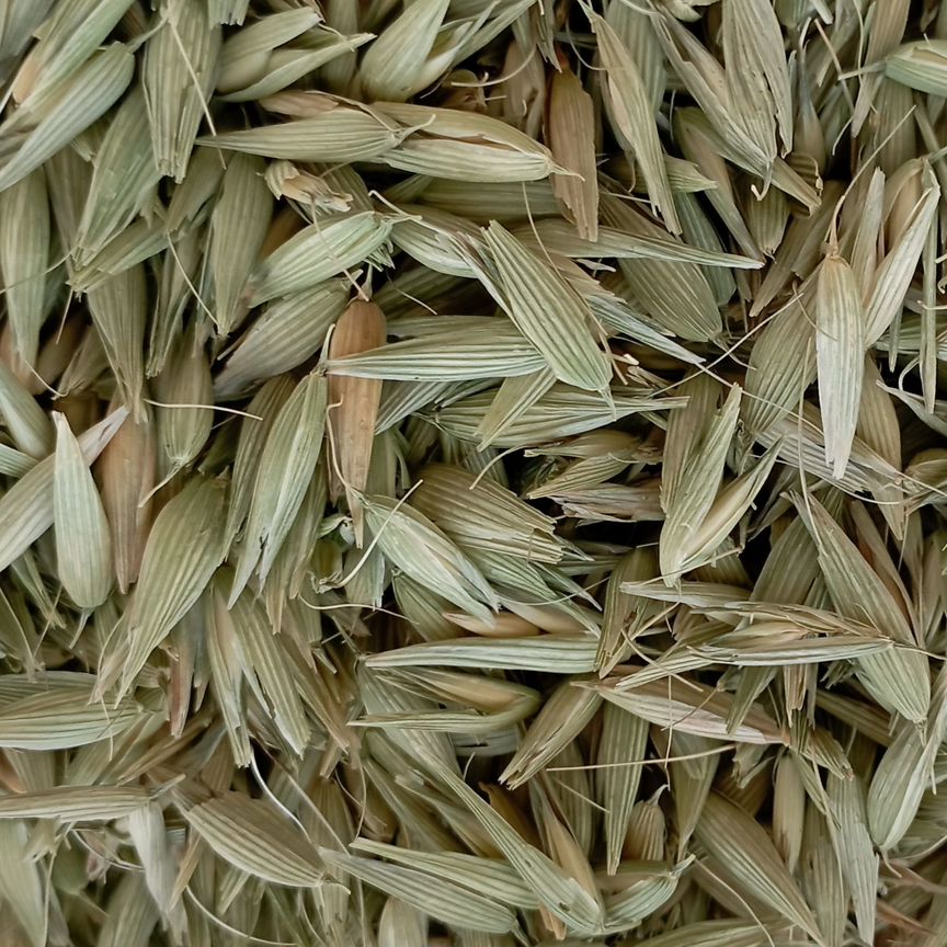 Овёс молочной спелости