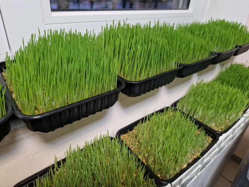 Овес ячмень пшеница