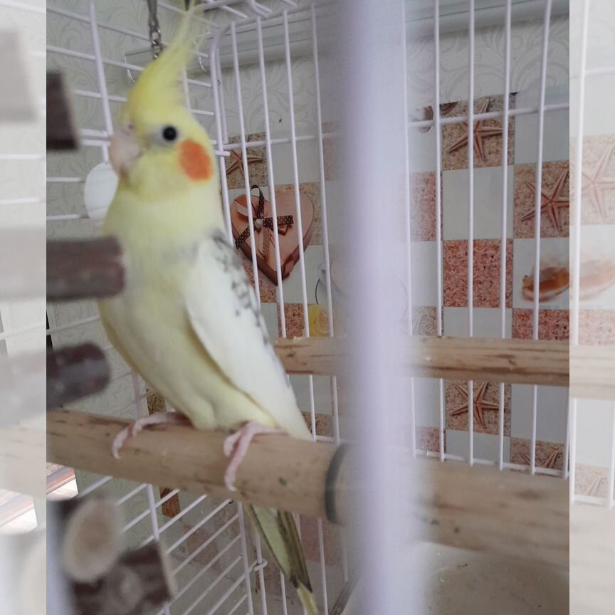 Попугай корелла мальчик