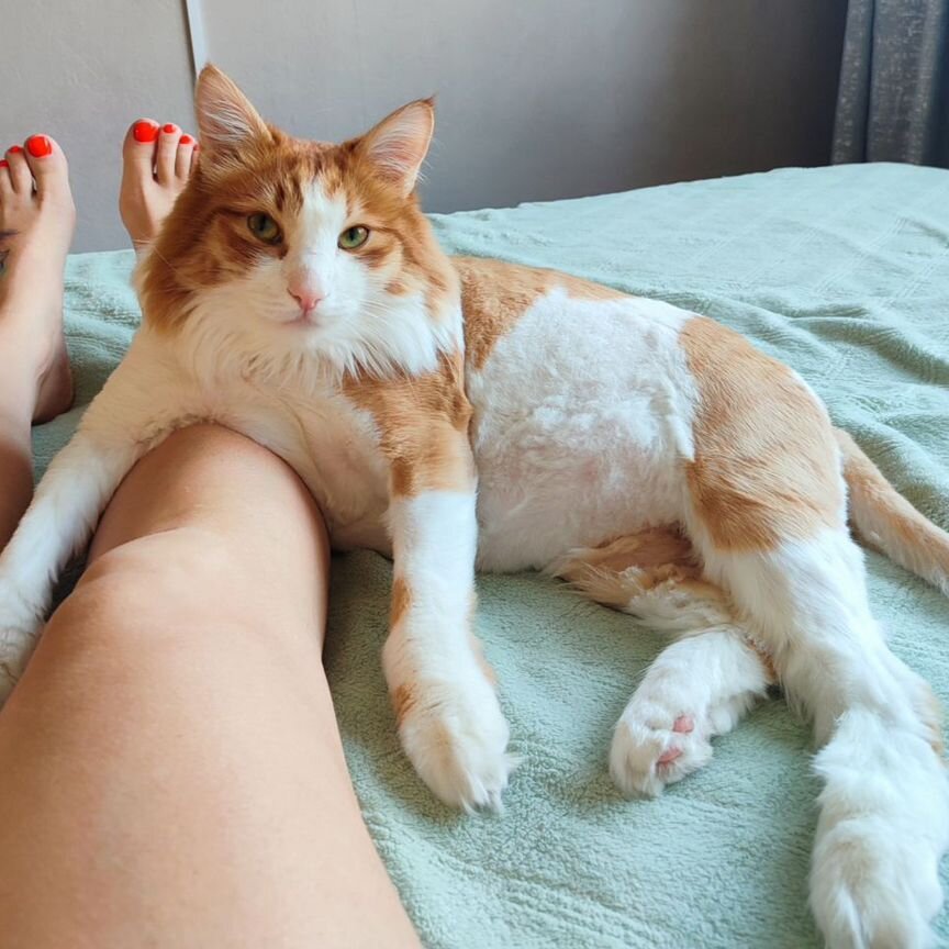 Ищу самую лучшую семью коту