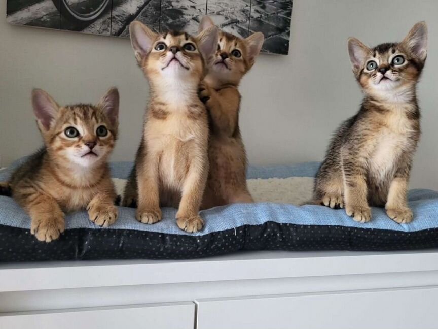 Котята