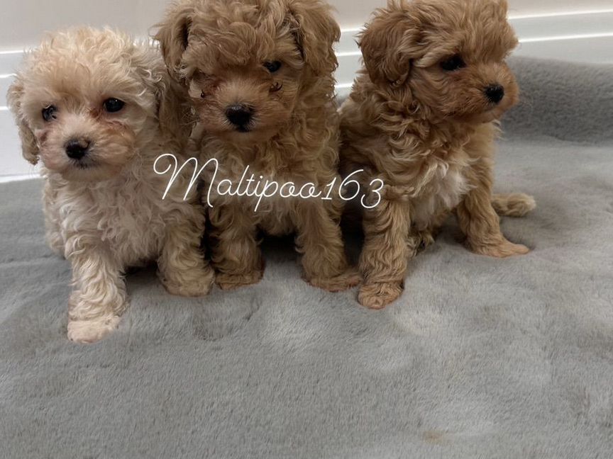 Щенки Maltipoo