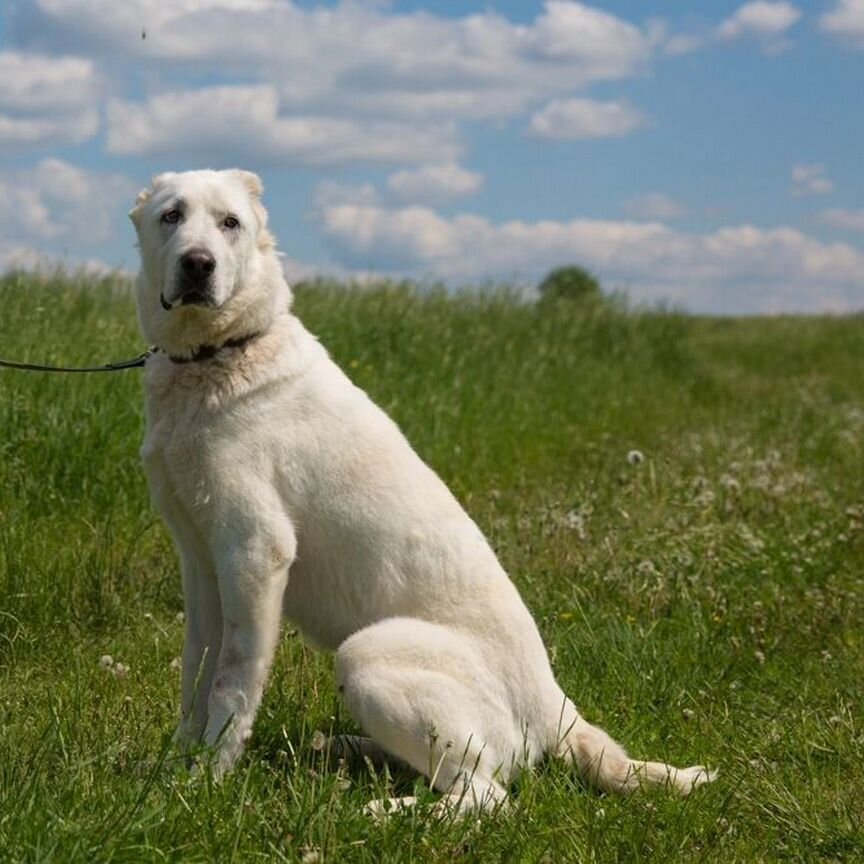 Среднеазиатская овчарка Герда