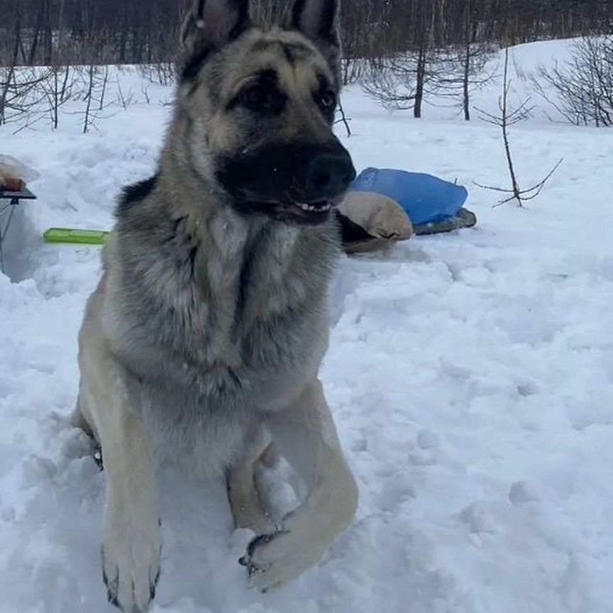Восточноевропейская овчарка, взрослый пёс