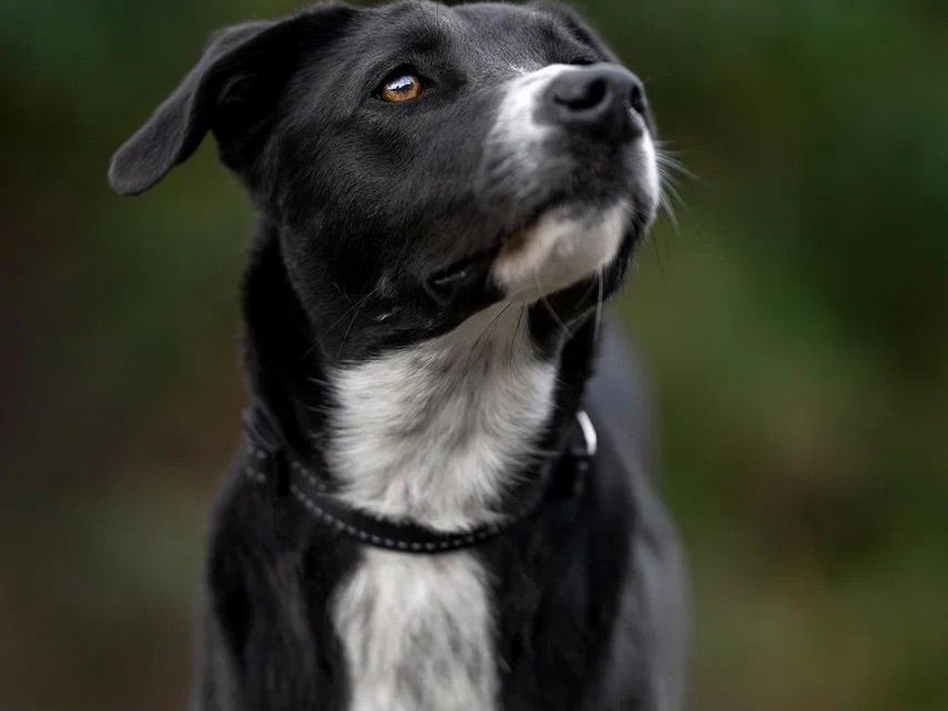 Джессика ищет дом