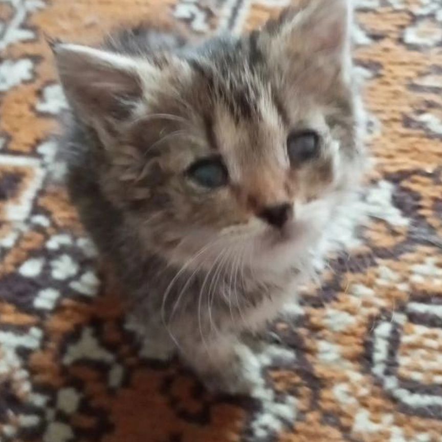 Котёнок в добрые руки