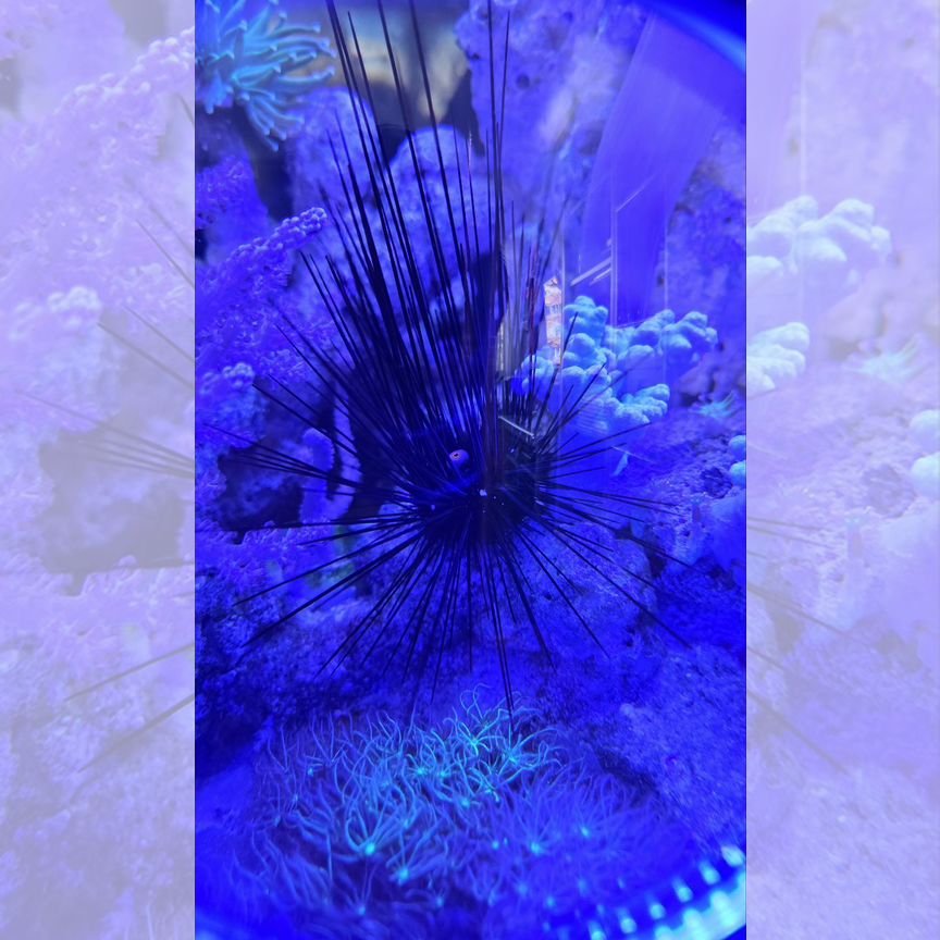 Продам морского ежа Диадема