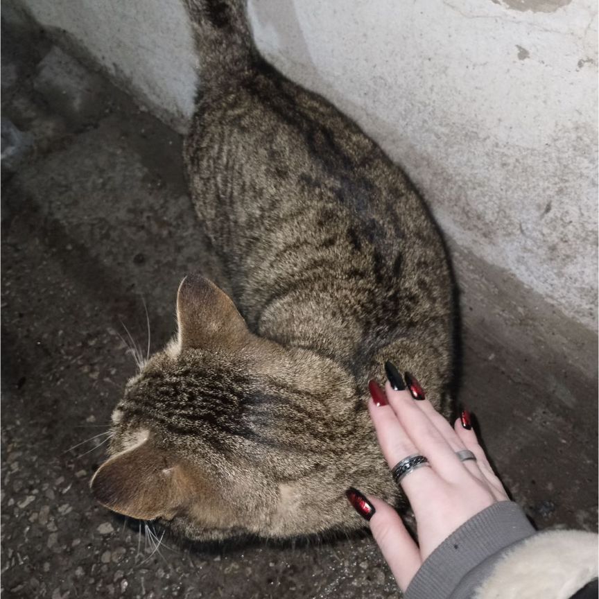 Британская прямоухая