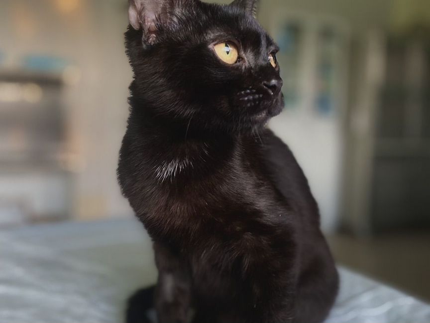 Кошка в дар