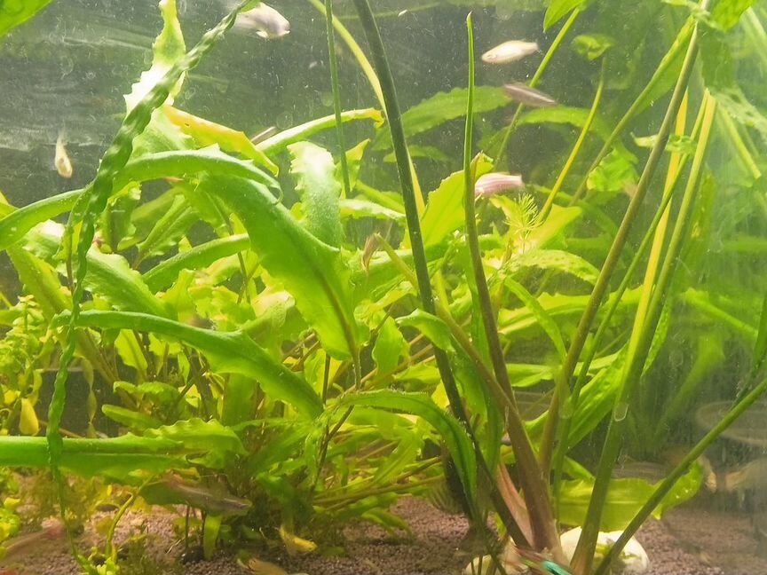 Криптокорина обмен