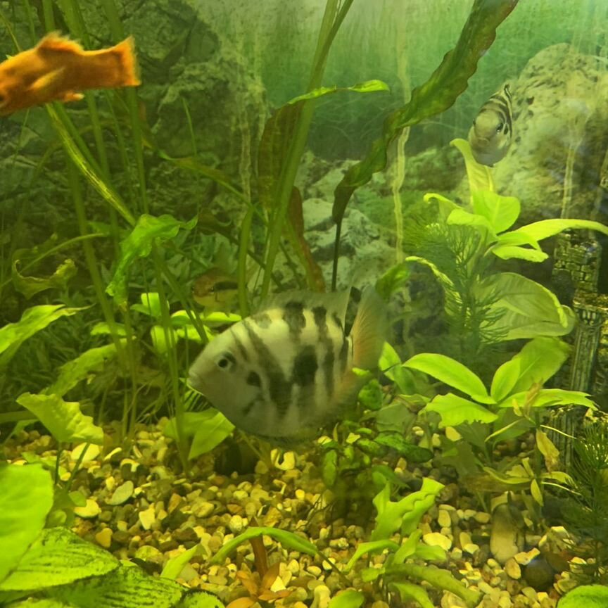 Аквариумные рыбки